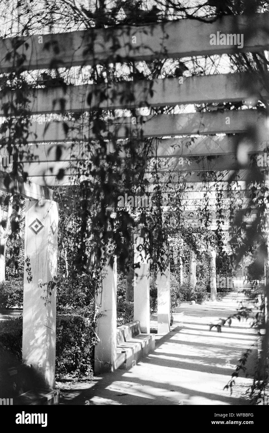 Low hanging tree branches hi-res stock photography and images - Alamy