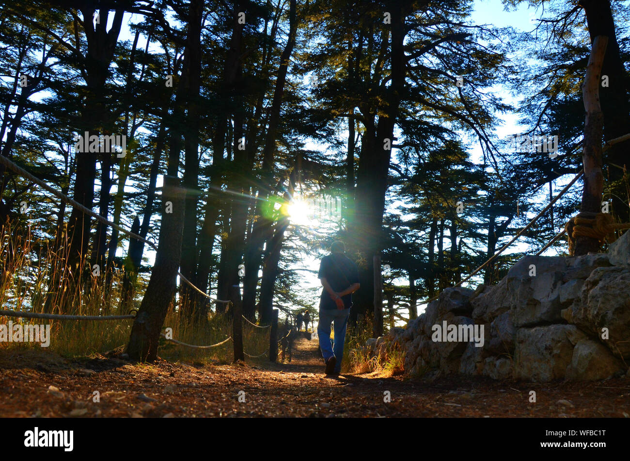 Walking behind trees hi-res stock photography and images - Alamy