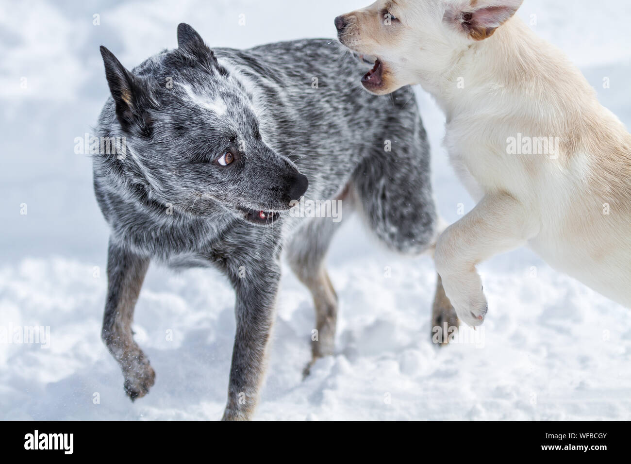 Rough housing hi-res stock photography and images - Alamy
