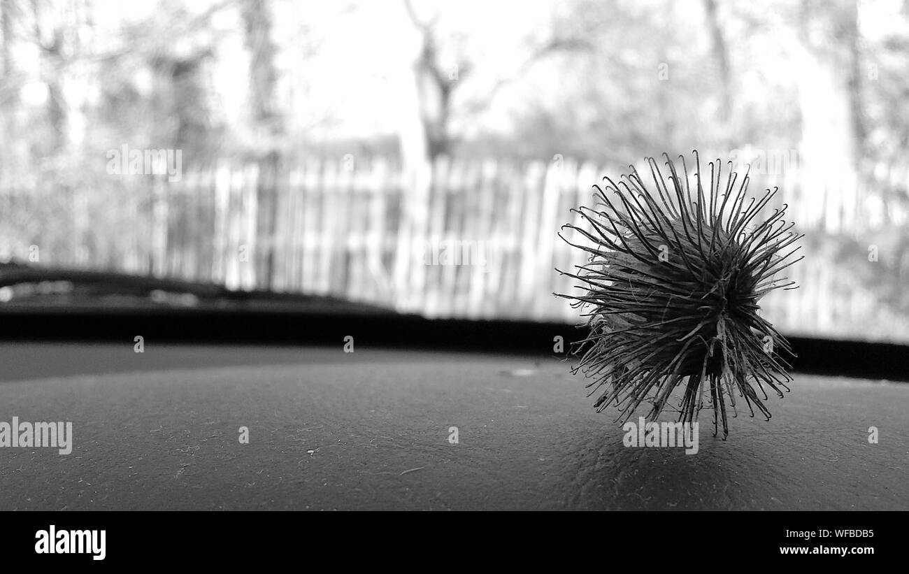 Spiked car Black and White Stock Photos & Images - Alamy