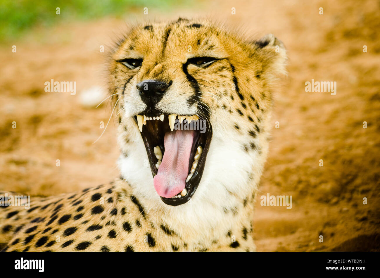 Cheetah Roaring High Resolution Stock Photography and Images - Alamy