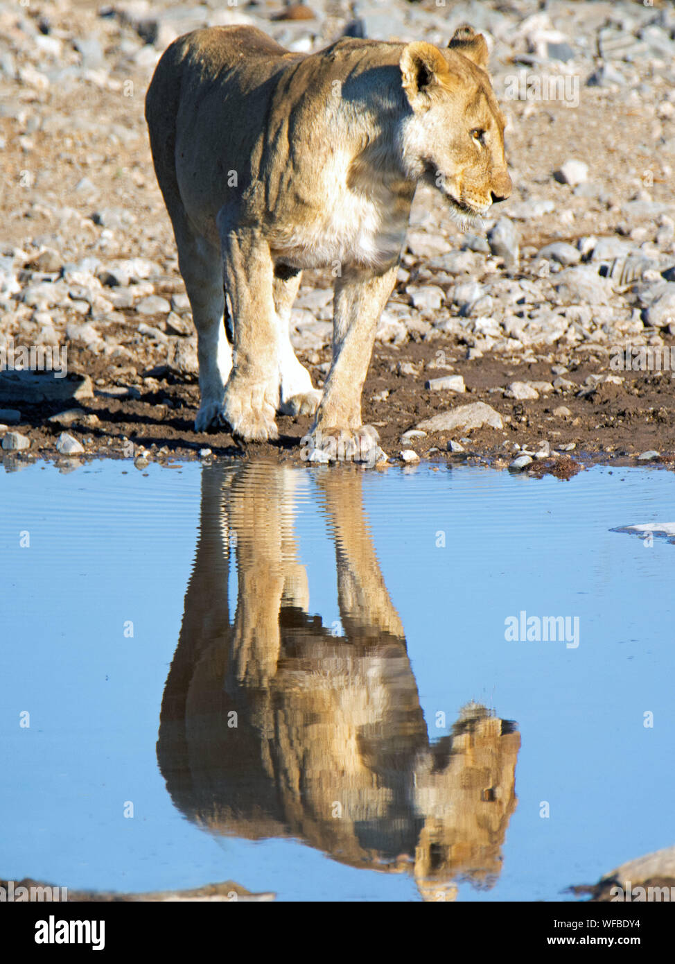Lion and lioness in the wild hi-res stock photography and images - Alamy