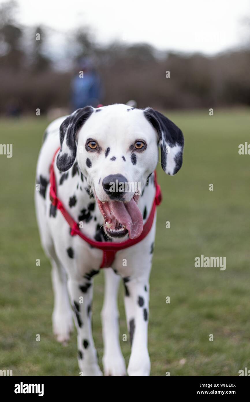 Are Rainbow Dalmatians A Real Thing
