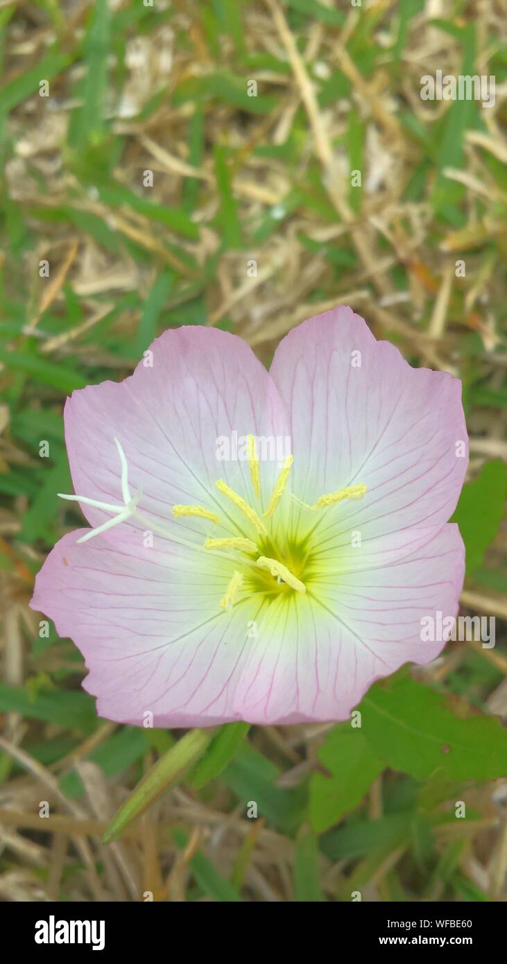 Pink wild geranium hi-res stock photography and images - Alamy