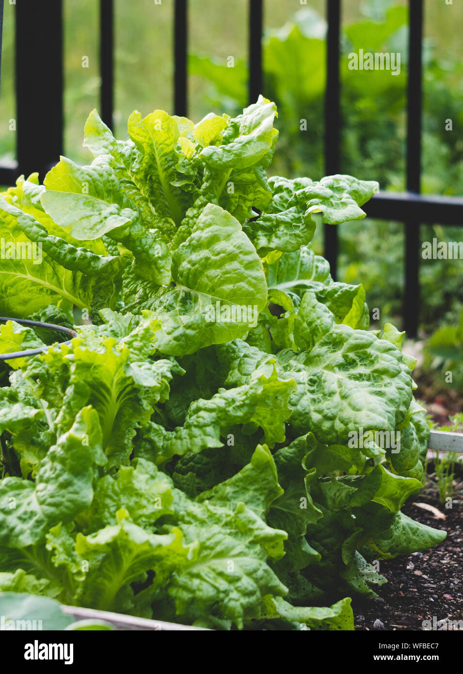 Lettuce growing in a garden hi-res stock photography and images - Alamy