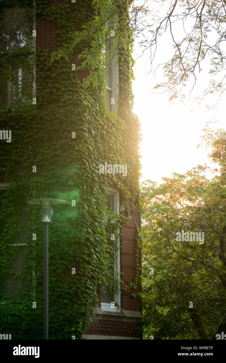 Structure of ivy hi-res stock photography and images - Alamy