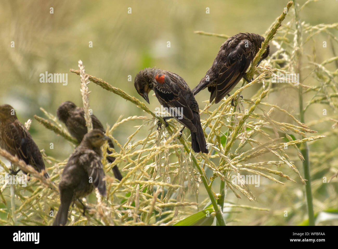 Five color bird hi-res stock photography and images - Alamy