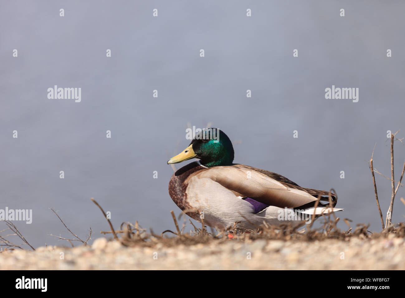 Side view male hi-res stock photography and images - Alamy