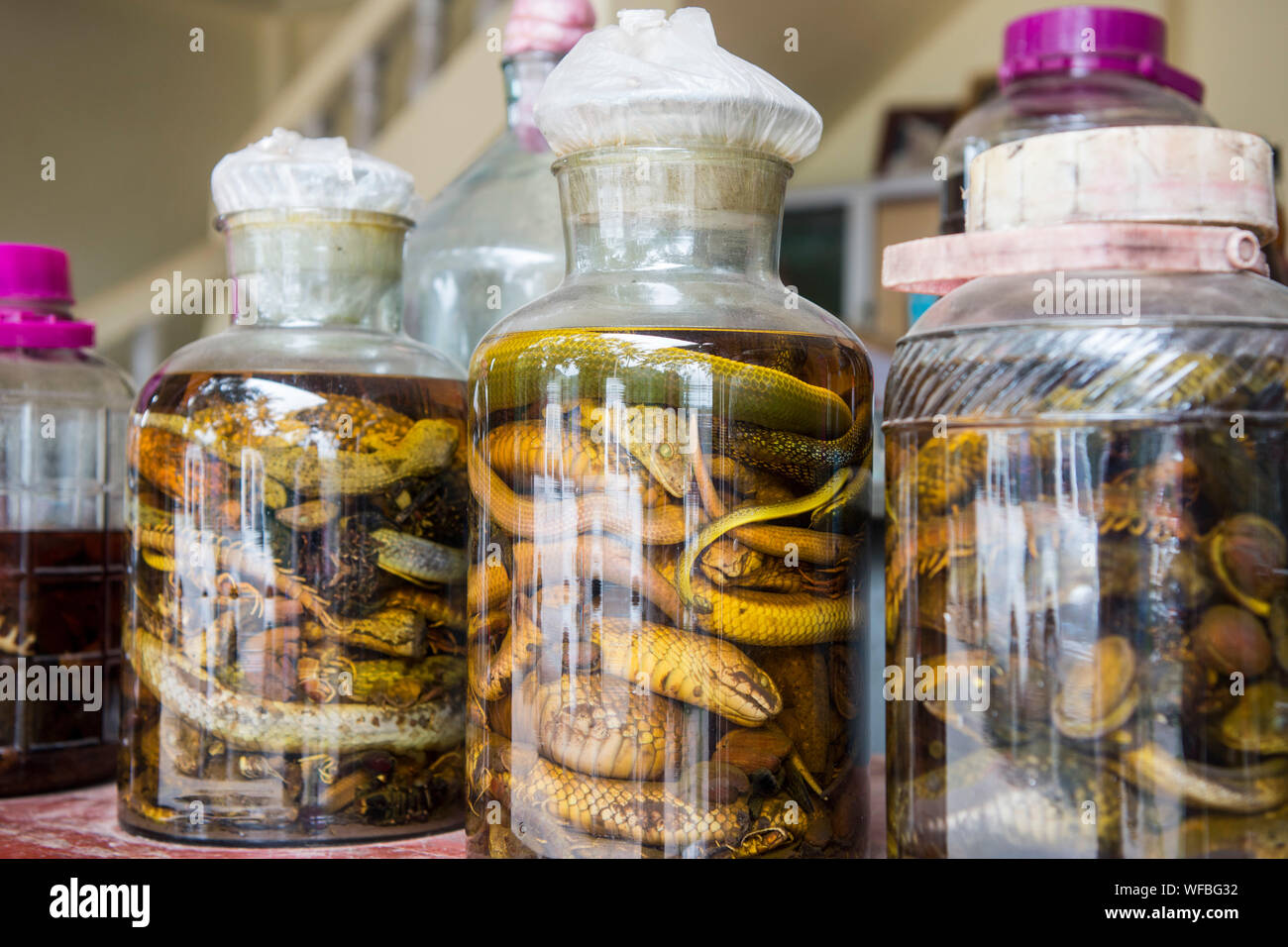 Snake In Bottle High Resolution Stock Photography and Images - Alamy