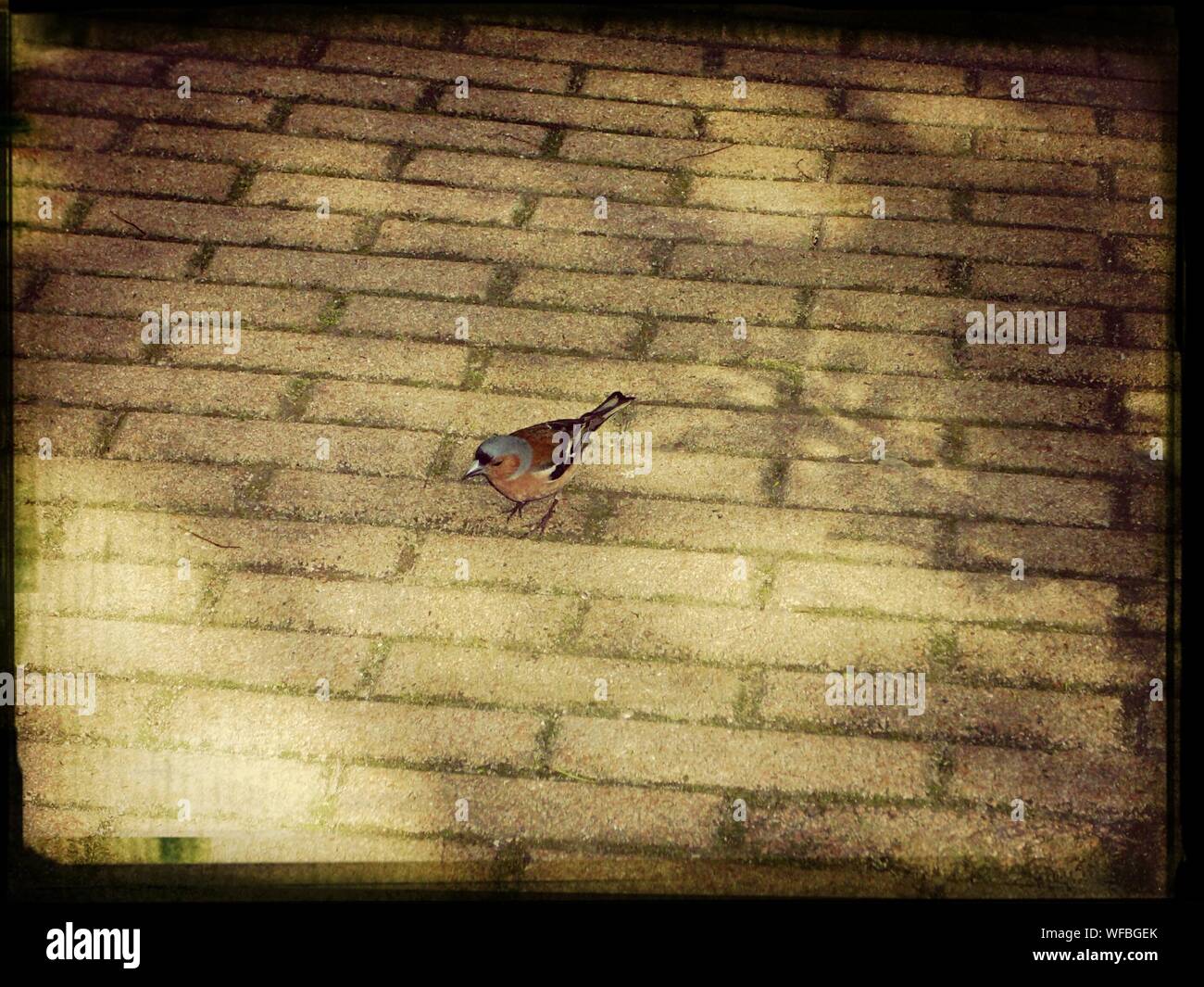 Pavement Bird High Resolution Stock Photography and Images - Alamy
