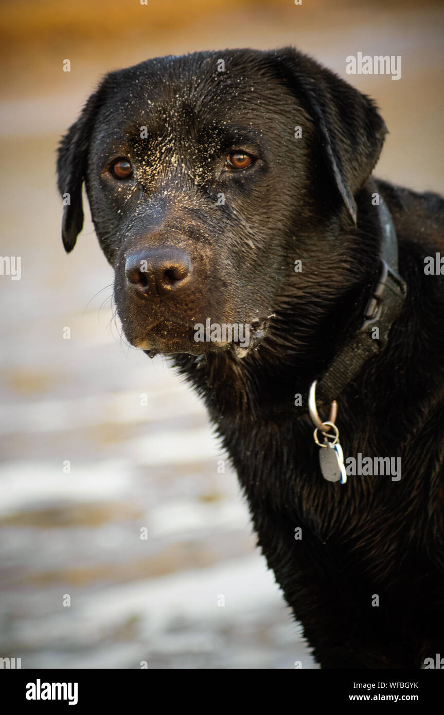 A black Labrador retriever head close up Stock Photo - Alamy