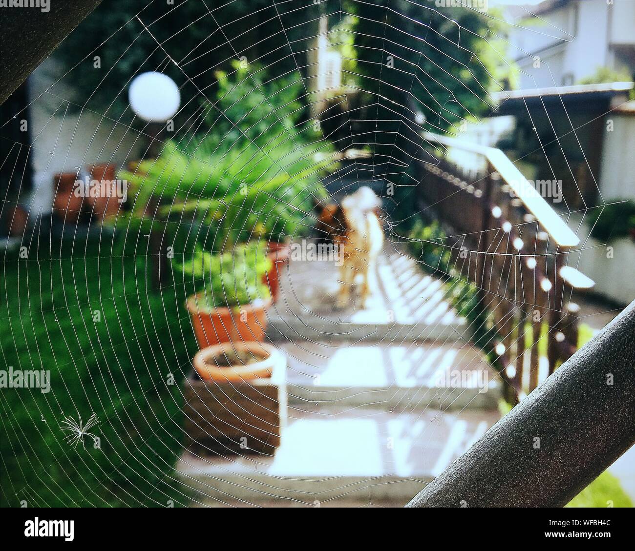 Sunlight Through Spider Web High Resolution Stock Photography and ...