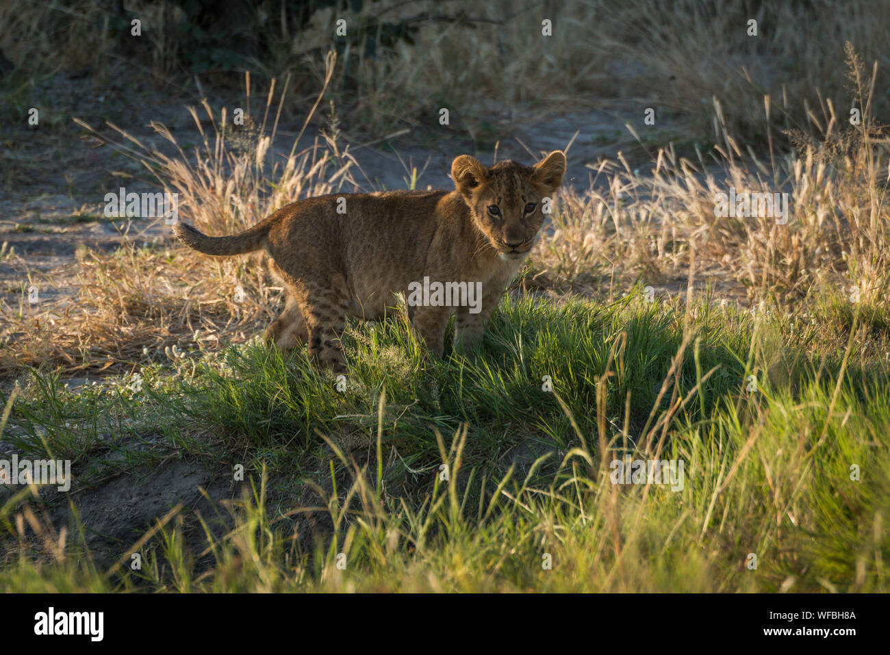 Side view lion cub standing hi-res stock photography and images - Alamy