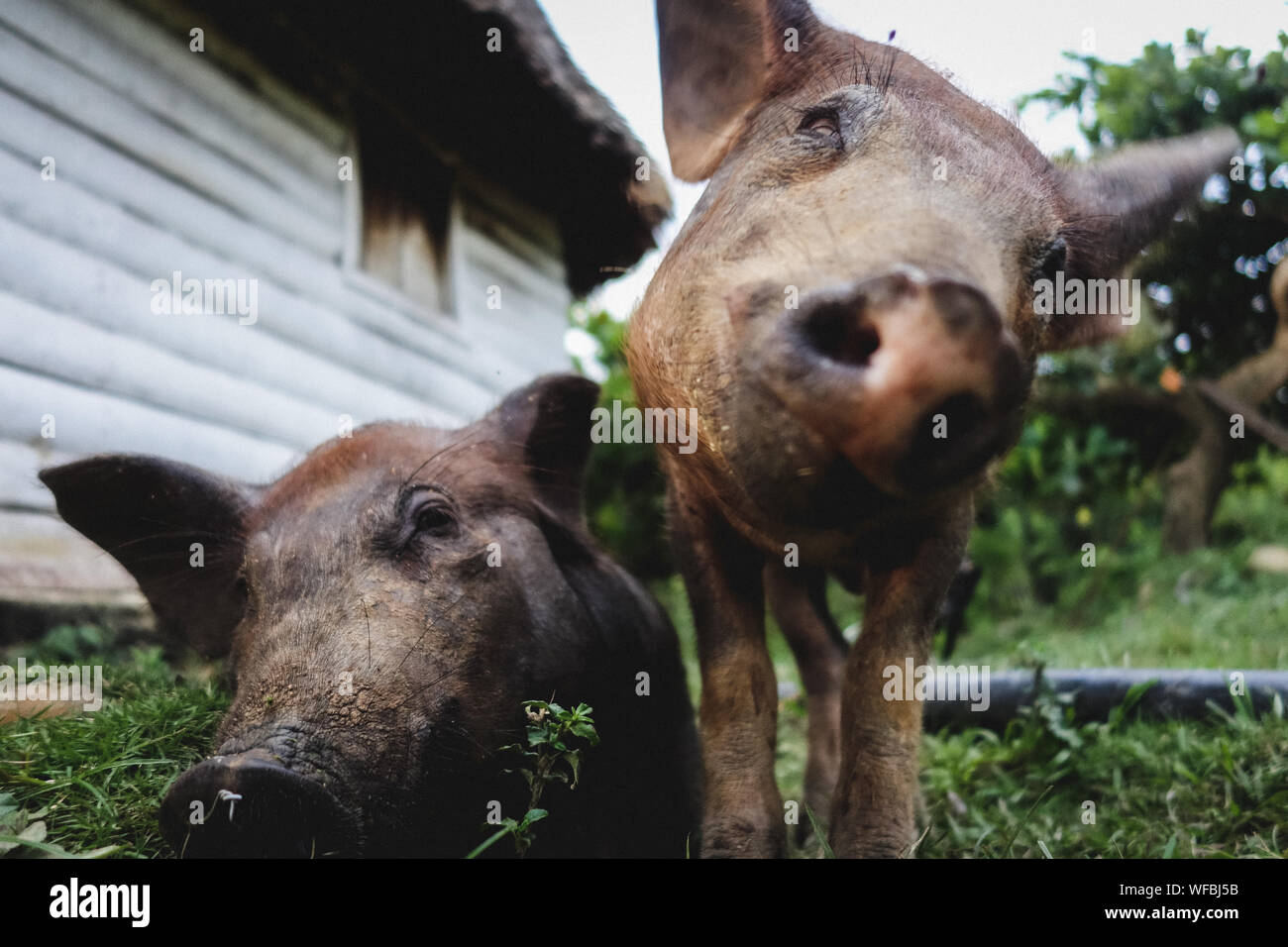 Close-up Portrait Of Pig Stock Photo - Alamy