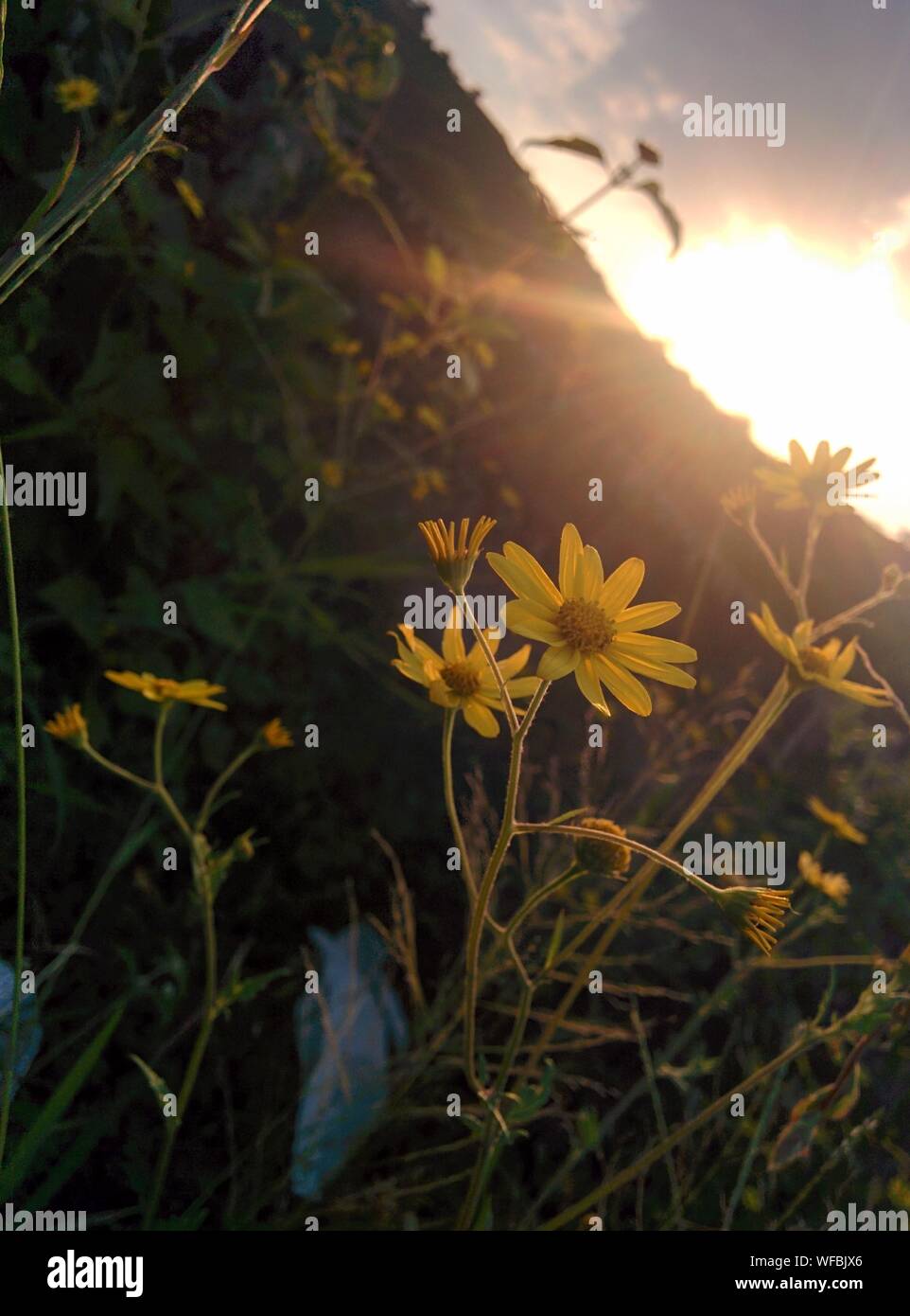 Shining flowers hi-res stock photography and images - Alamy