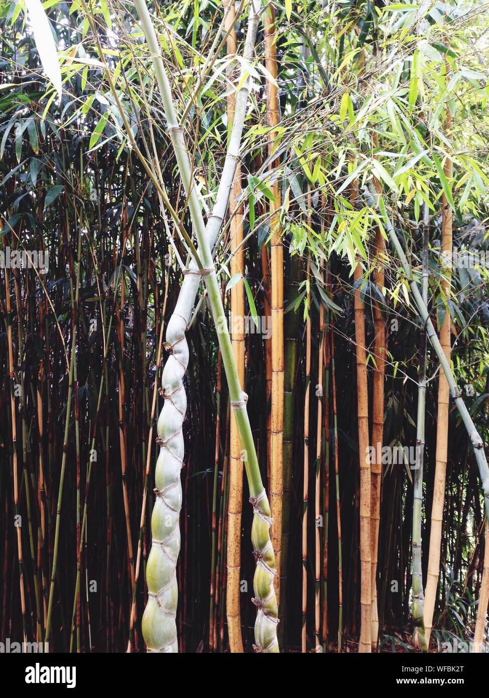 Bamboo Plant High Resolution Stock Photography and Images - Alamy