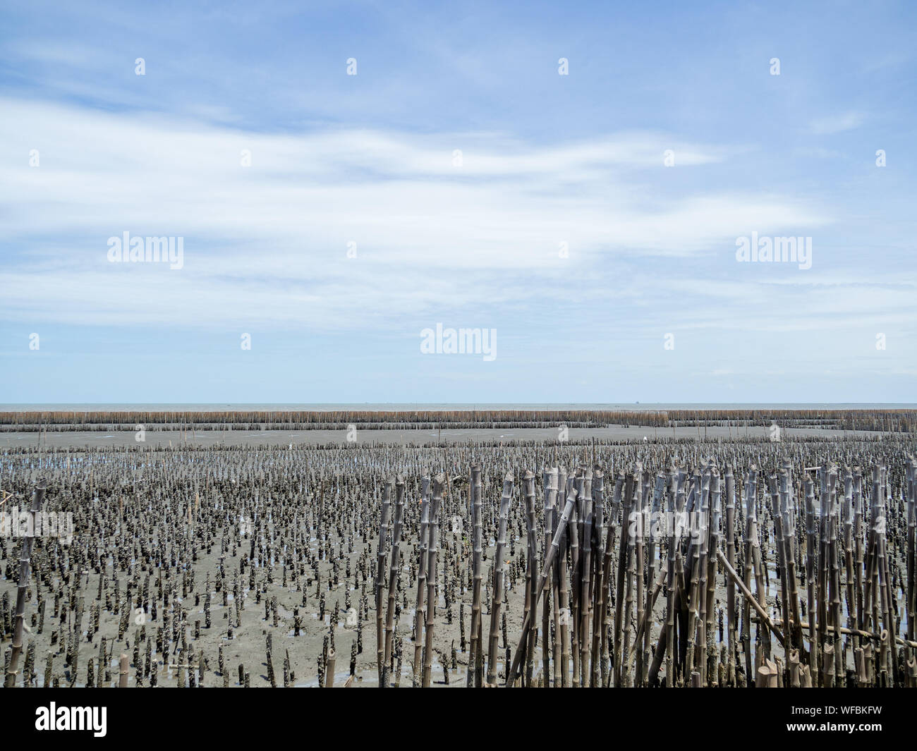 Wave protection with bamboo stake at the mangrove forest area ...