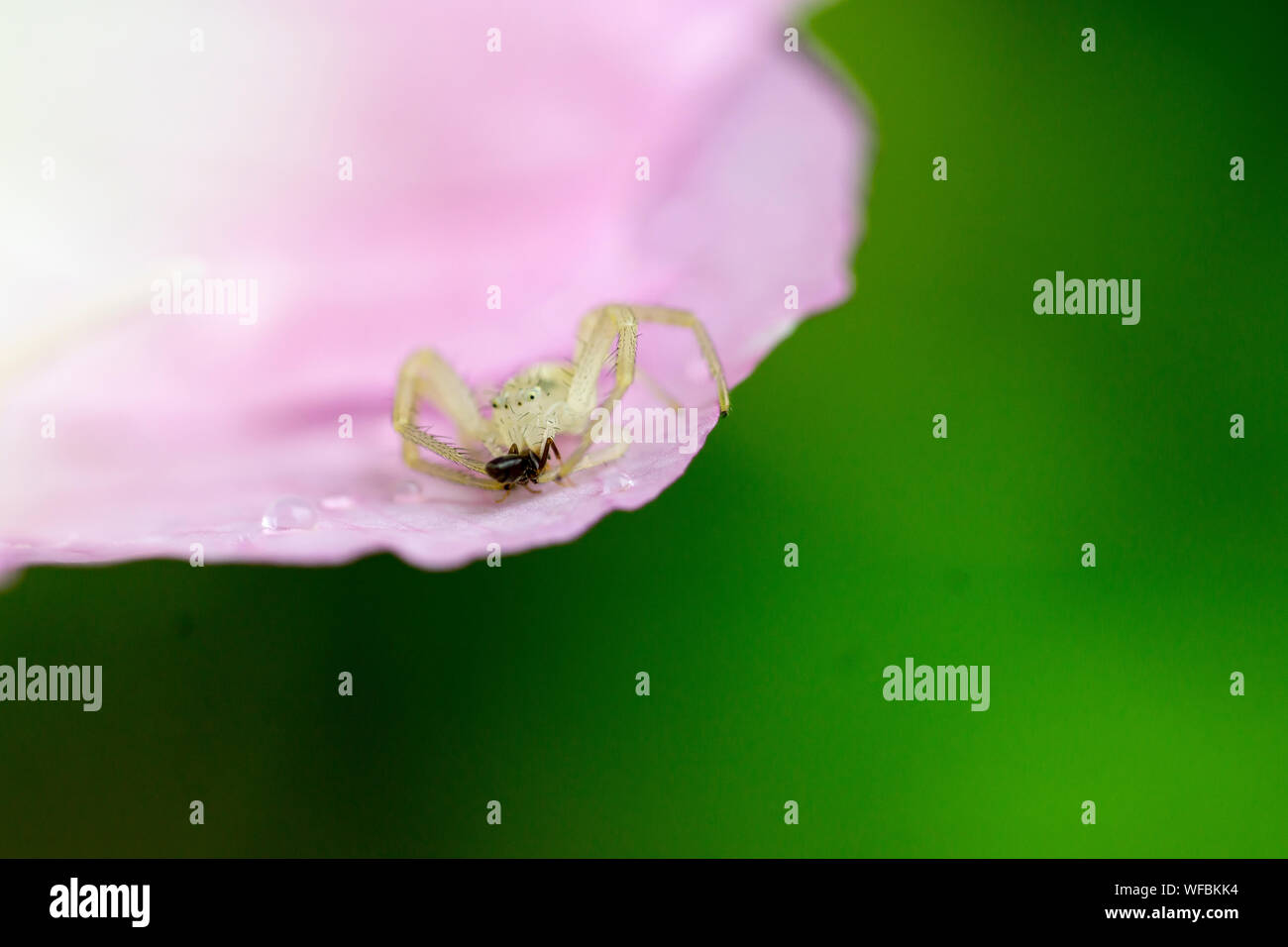 Attacking spider hi-res stock photography and images - Alamy