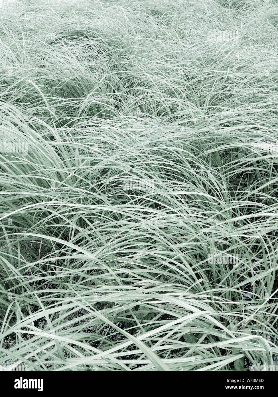 Close up shot of grass hi-res stock photography and images - Alamy