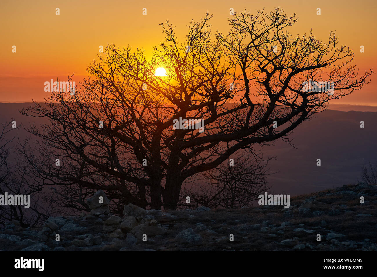 silhouette of branchy tree in sunset lights. mountain sunset landscape ...