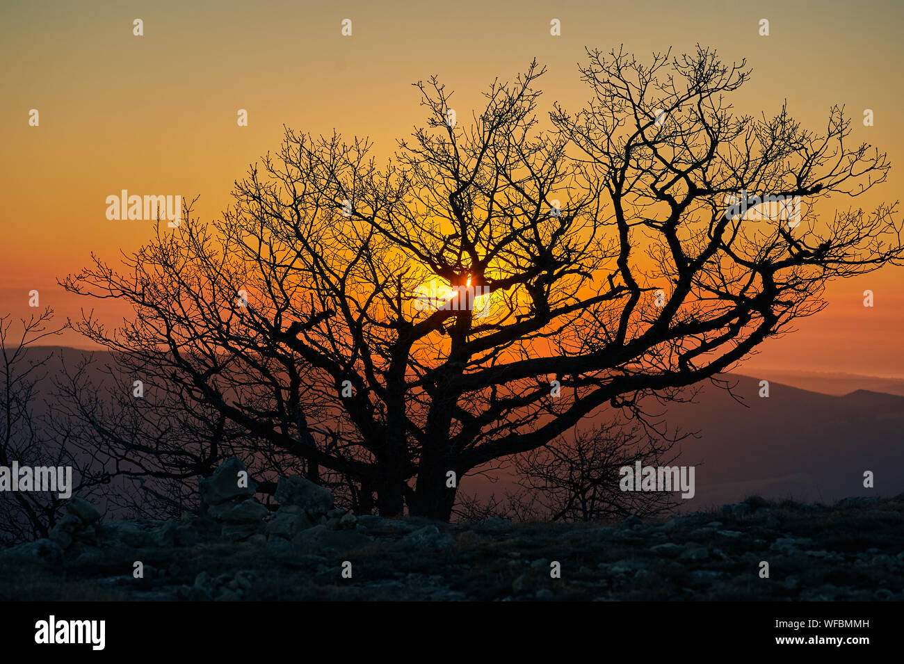 silhouette of branchy tree in sunset lights. mountain sunset landscape ...