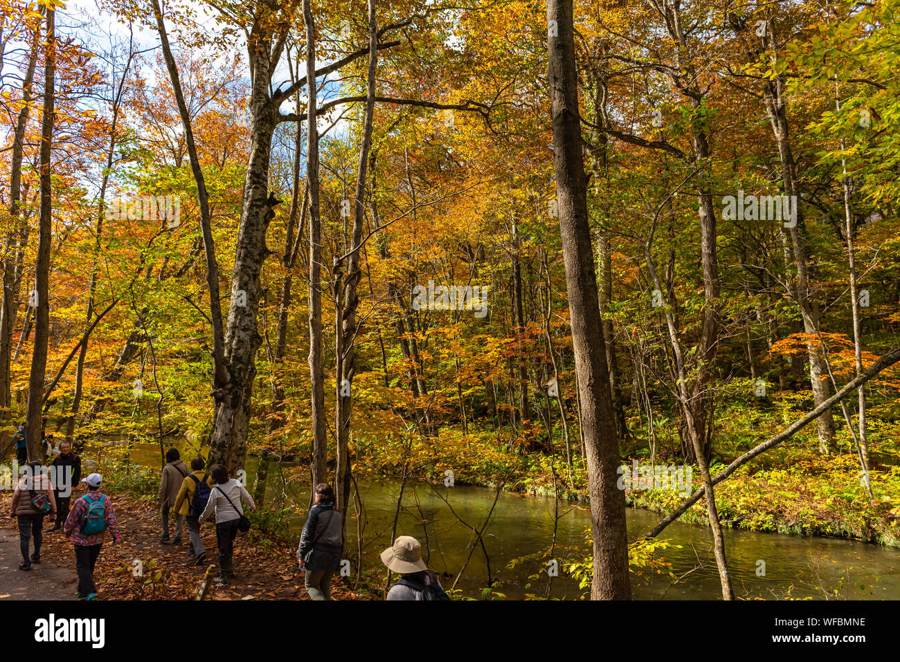 Asphalt road beside the Oirase stream, beautiful fall foliage scene in ...