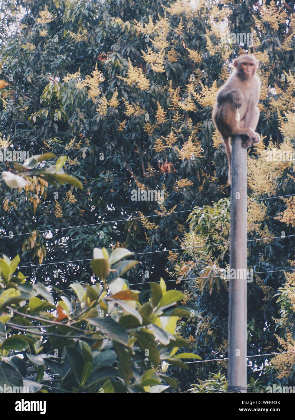 Monkey On Pole High Resolution Stock Photography and Images - Alamy