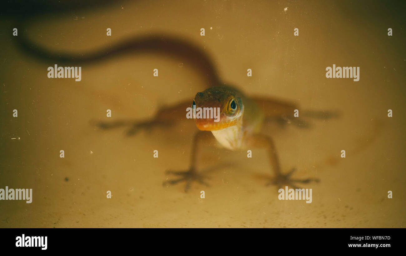 Lizard In Water High Resolution Stock Photography and Images - Alamy