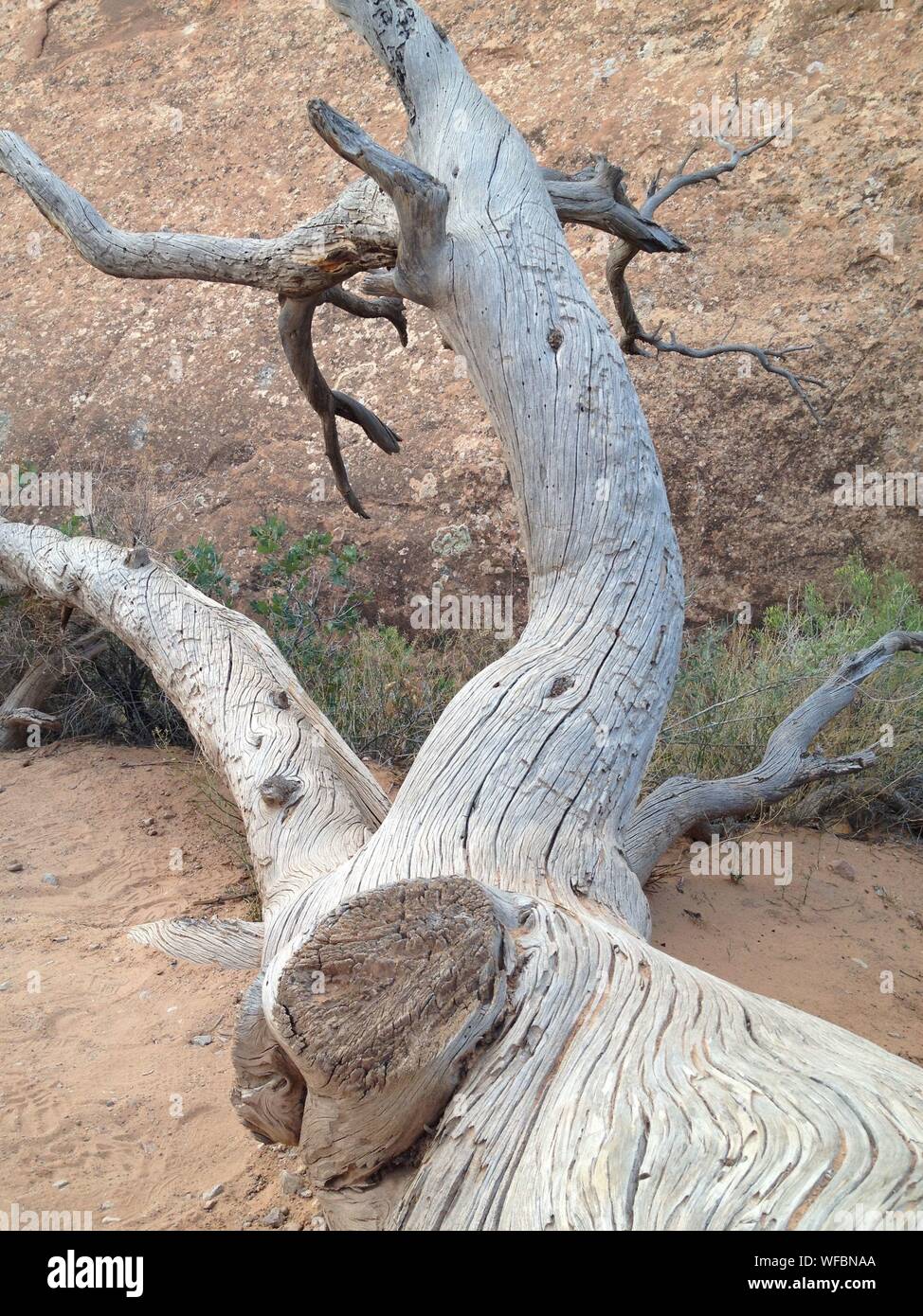 Log in desert hi-res stock photography and images - Alamy