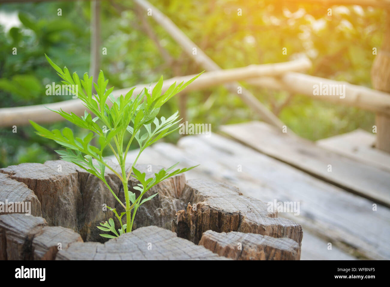 Stump plant hi-res stock photography and images - Alamy