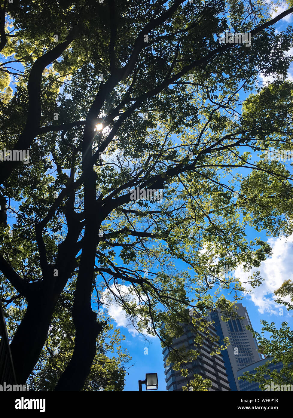 City tree canopy hi-res stock photography and images - Alamy