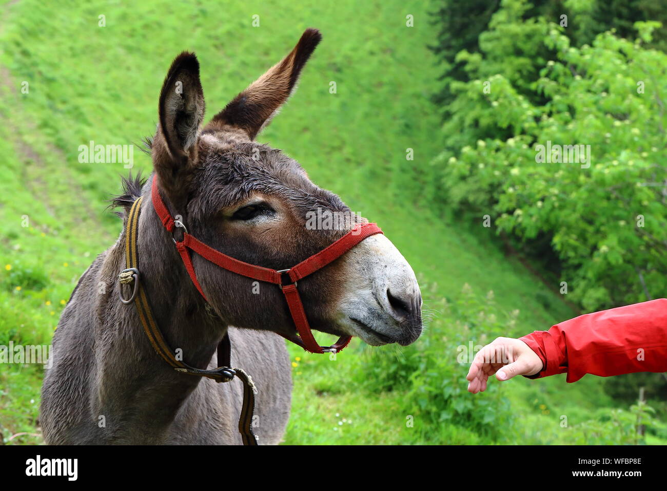 Person on donkey hi-res stock photography and images - Alamy