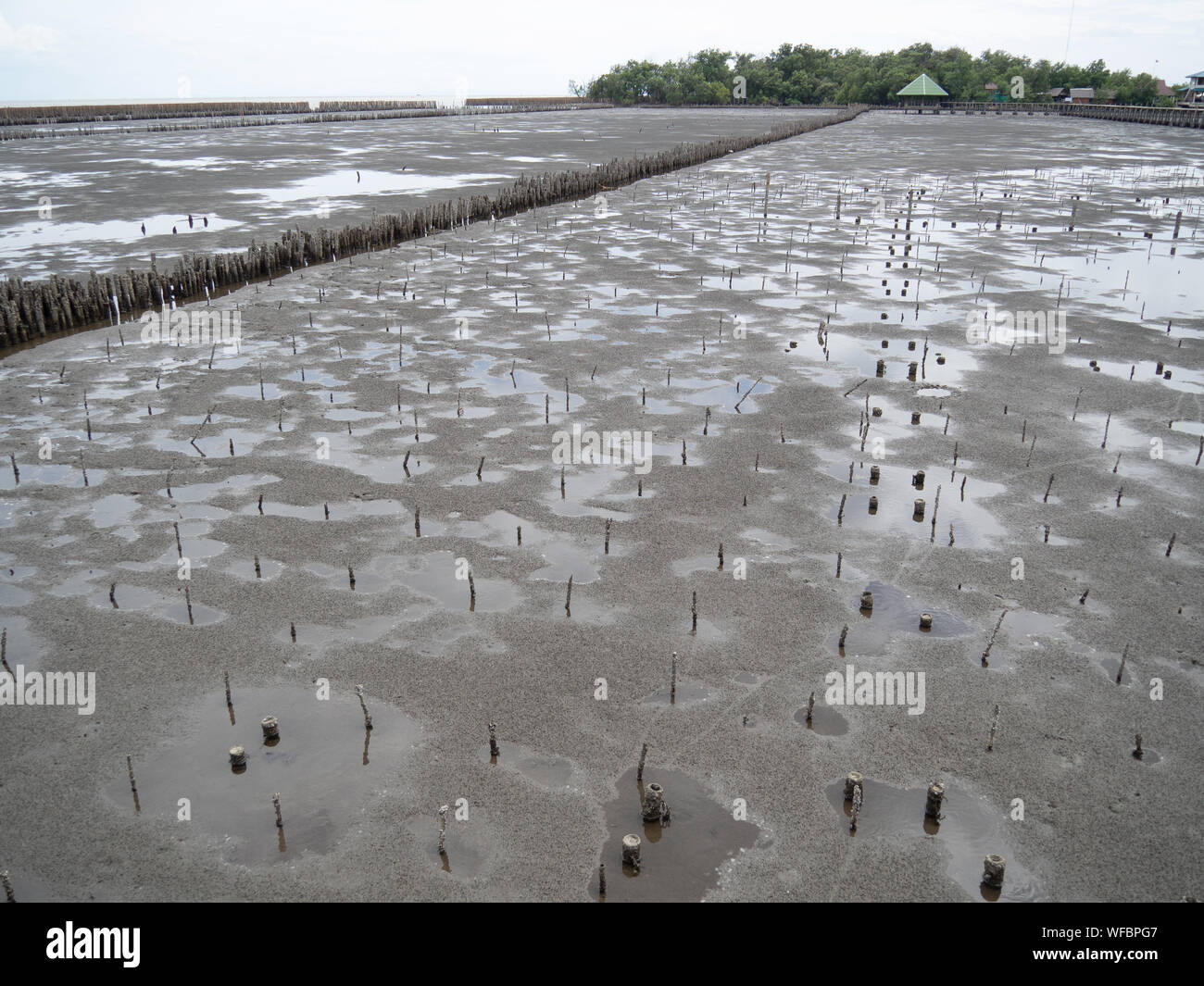Wave protection with bamboo stake at the mangrove forest area ...
