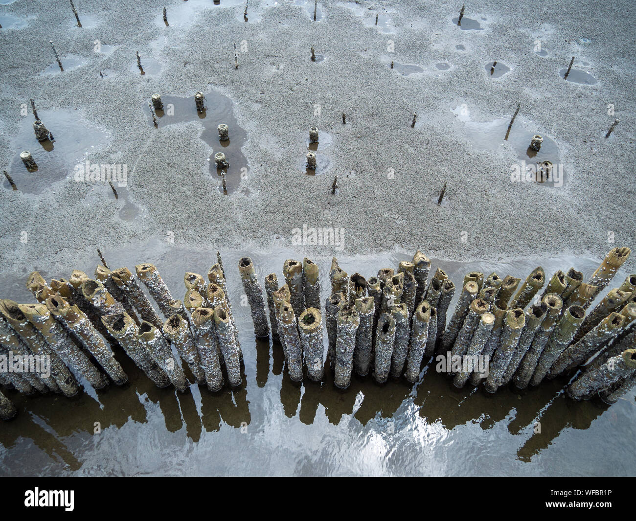 Wave protection with bamboo stake at the mangrove forest area ...