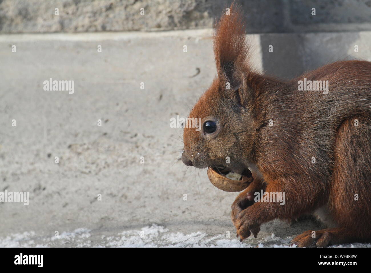 Squirrel and walnut hi-res stock photography and images - Alamy