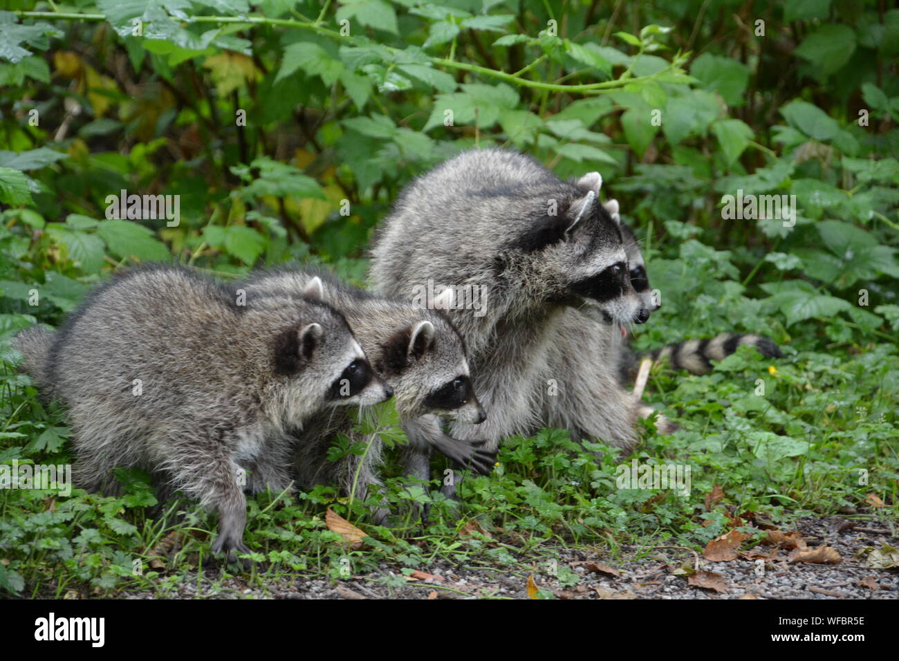 Raccoon Standing Up Stock Photos & Raccoon Standing Up Stock Images - Alamy
