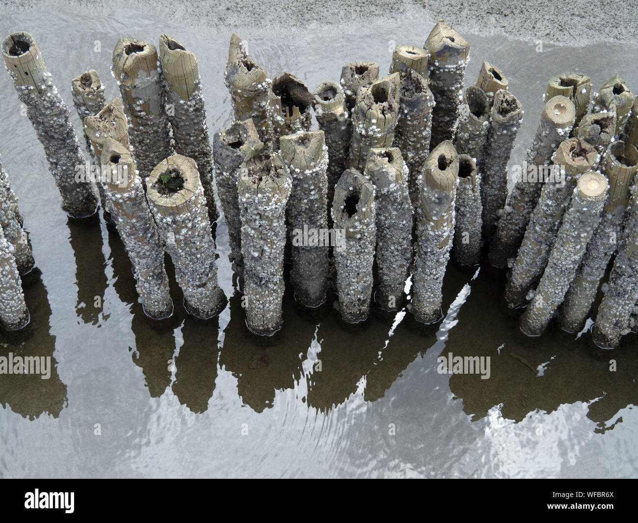 Wave protection with bamboo stake at the mangrove forest area ...
