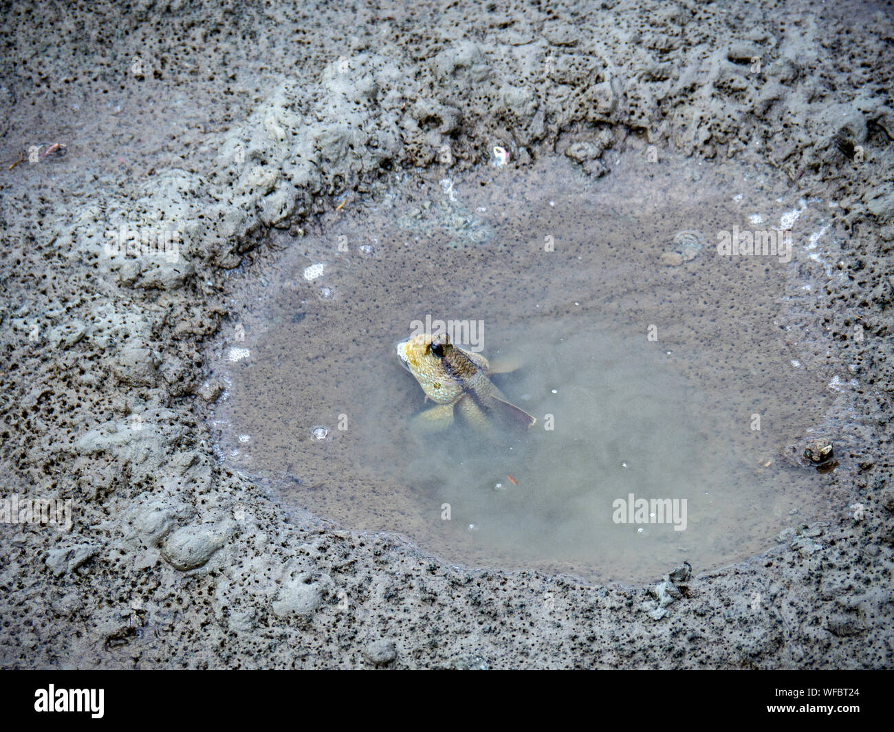 Blue spotted mudskipper fish or Amphibious fish (Boleophthalmus ...