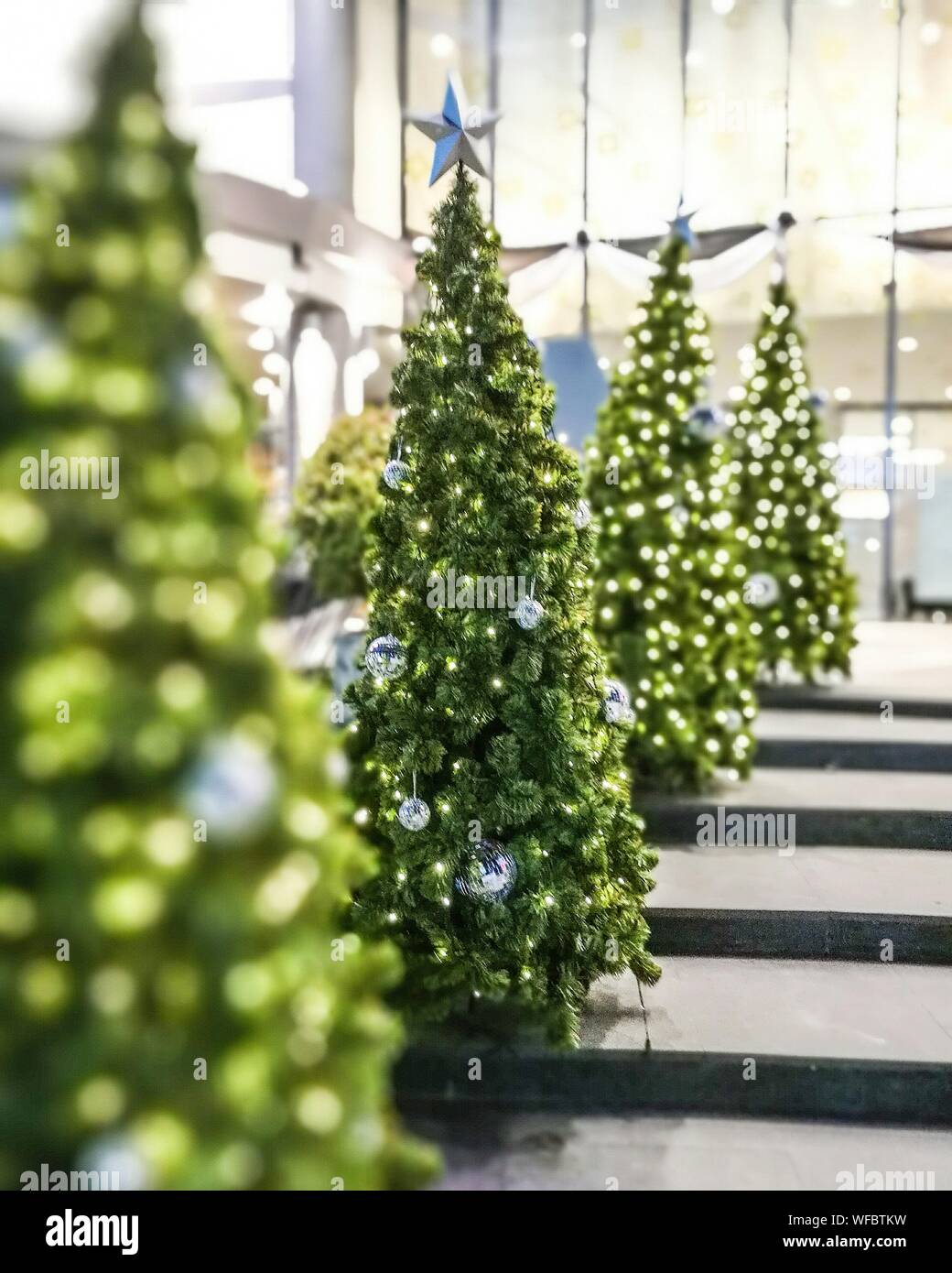 Row of christmas trees hi-res stock photography and images - Alamy