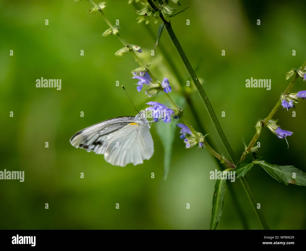 A garden white butterfly, genus pieris, feeds from some small purple ...
