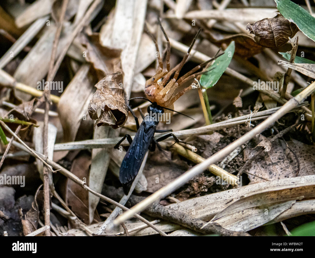 A scolia oculata wasp pulls a dead spider across the forest floor ...