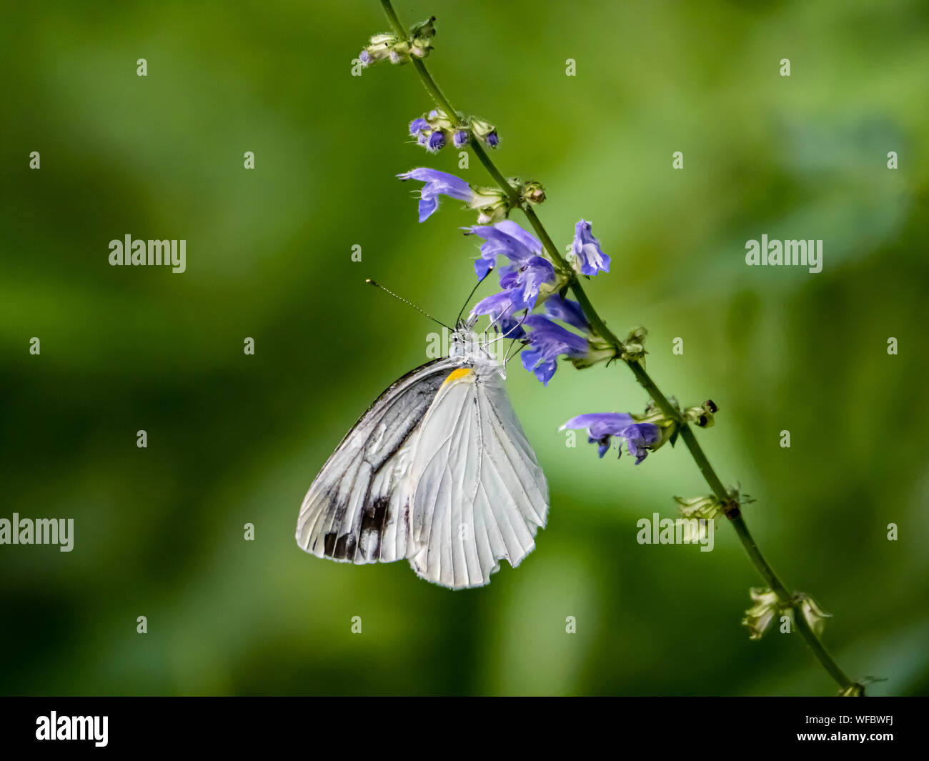 A garden white butterfly, genus pieris, feeds from some small purple ...