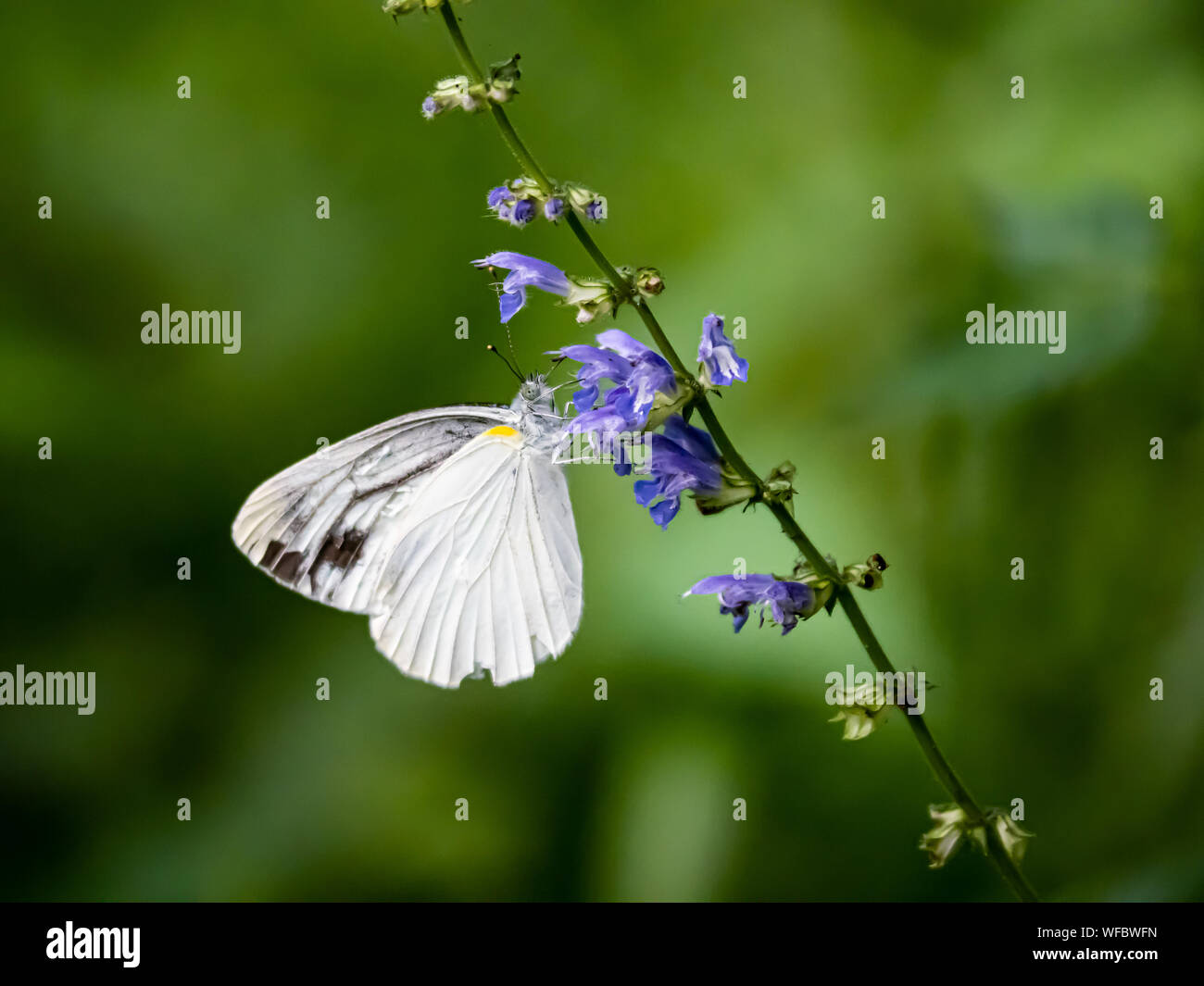 A garden white butterfly, genus pieris, feeds from some small purple ...