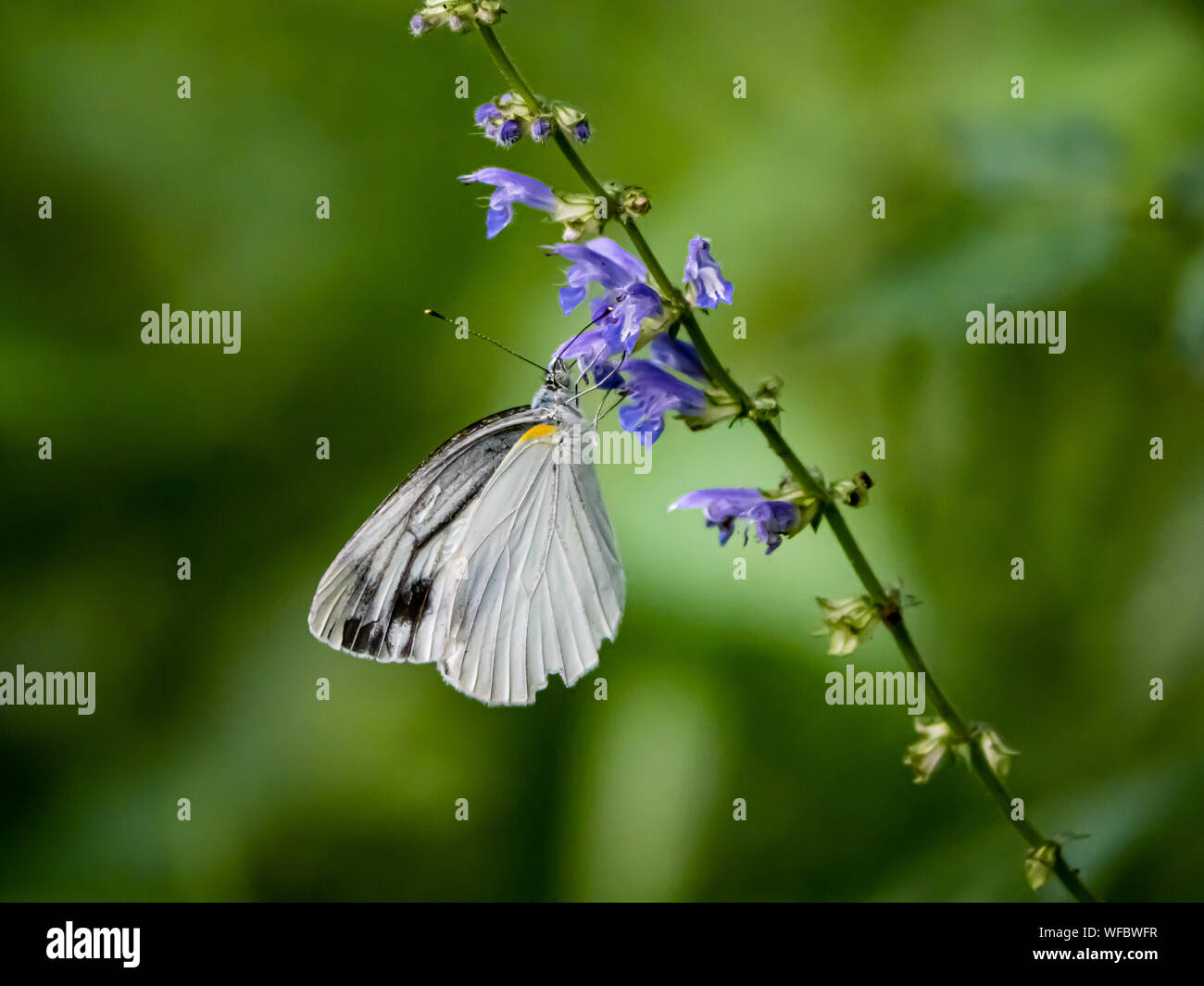 A garden white butterfly, genus pieris, feeds from some small purple ...