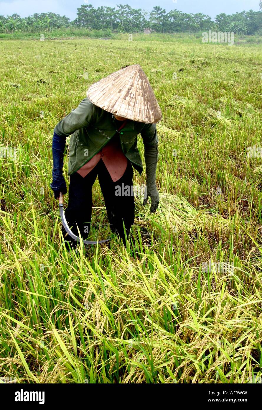 Farmer Sickle High Resolution Stock Photography and Images - Alamy
