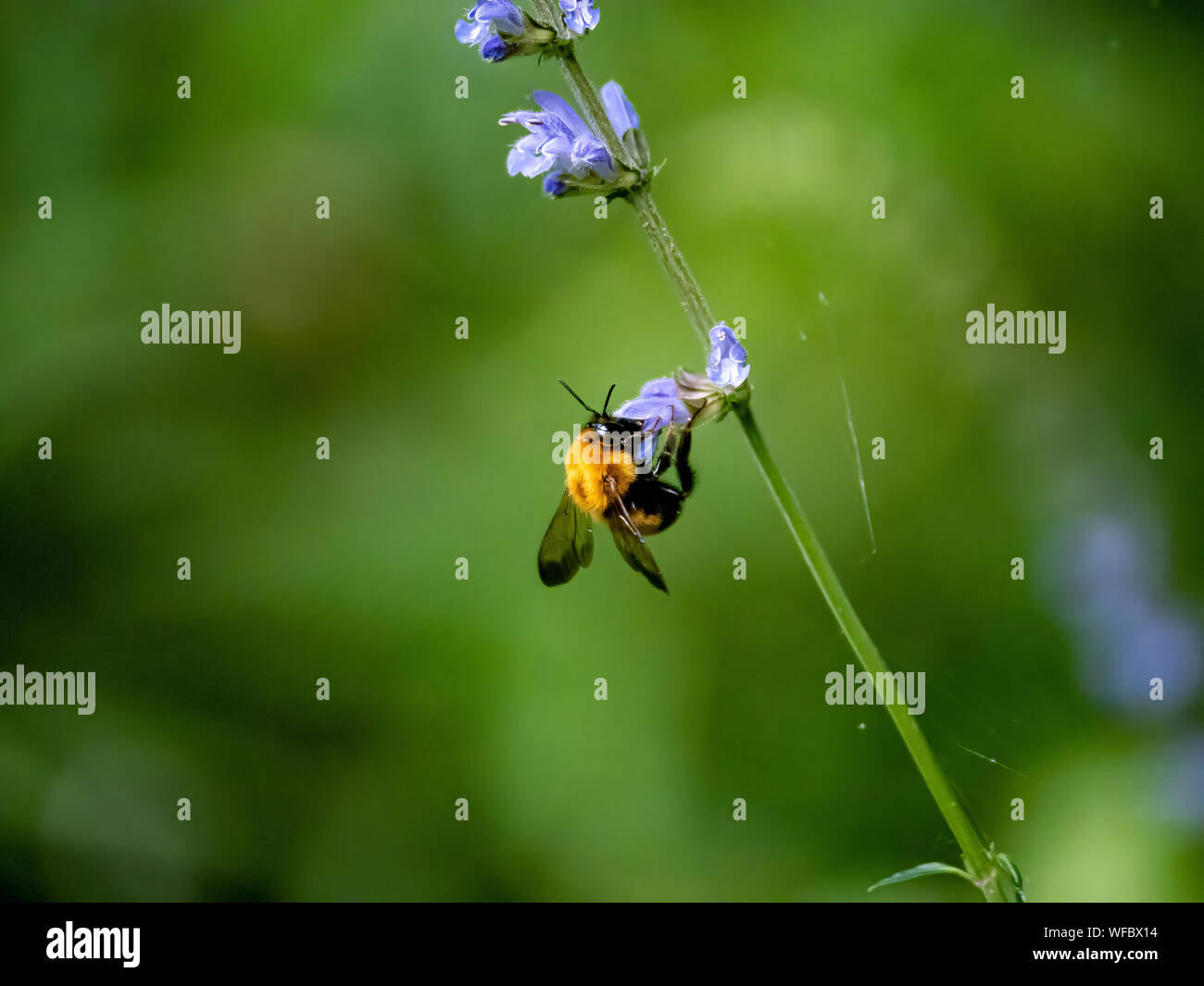 A Japanese bumble bee or carpenter bee feeds from small lavender ...