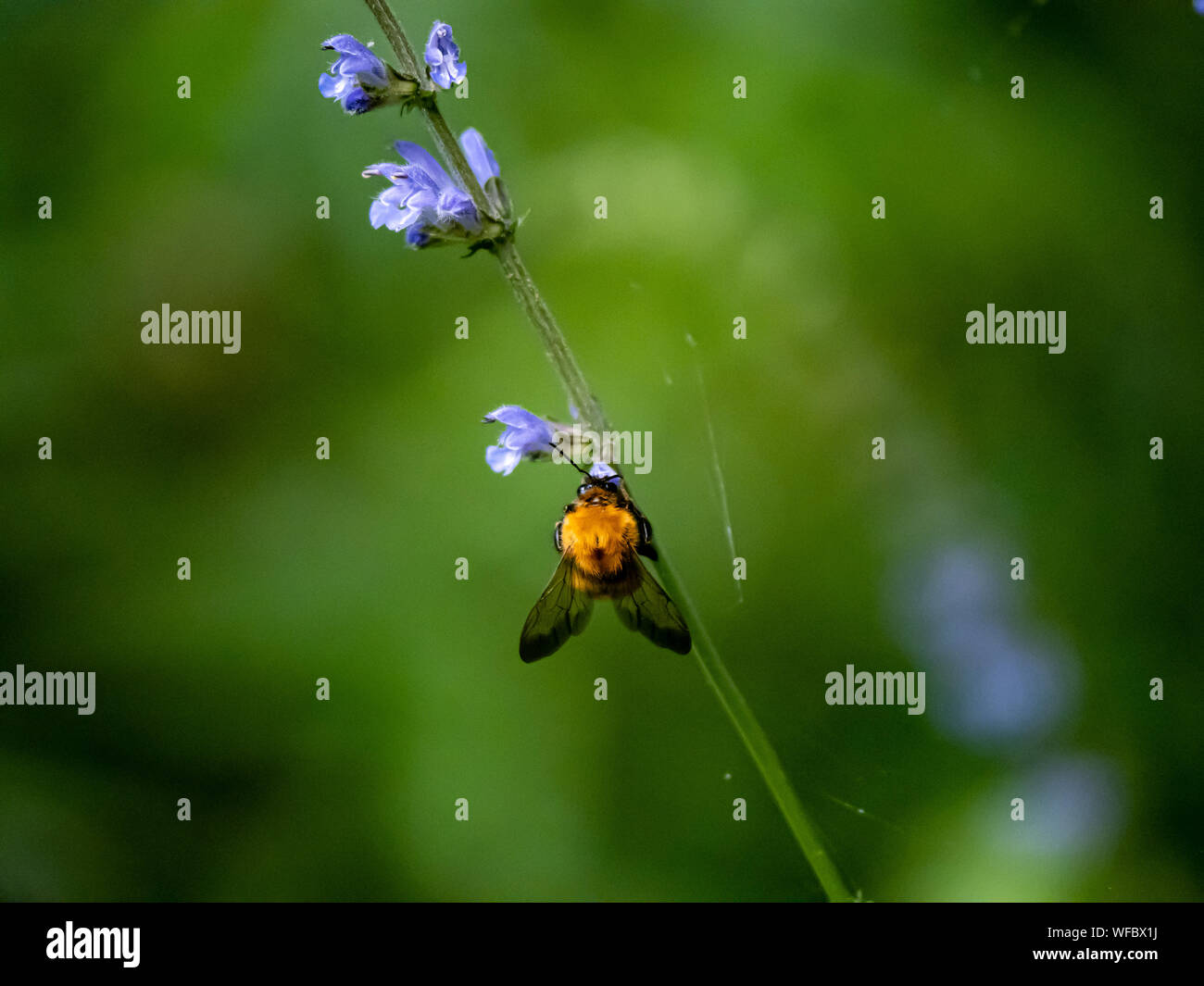 A Japanese bumble bee or carpenter bee feeds from small lavender ...