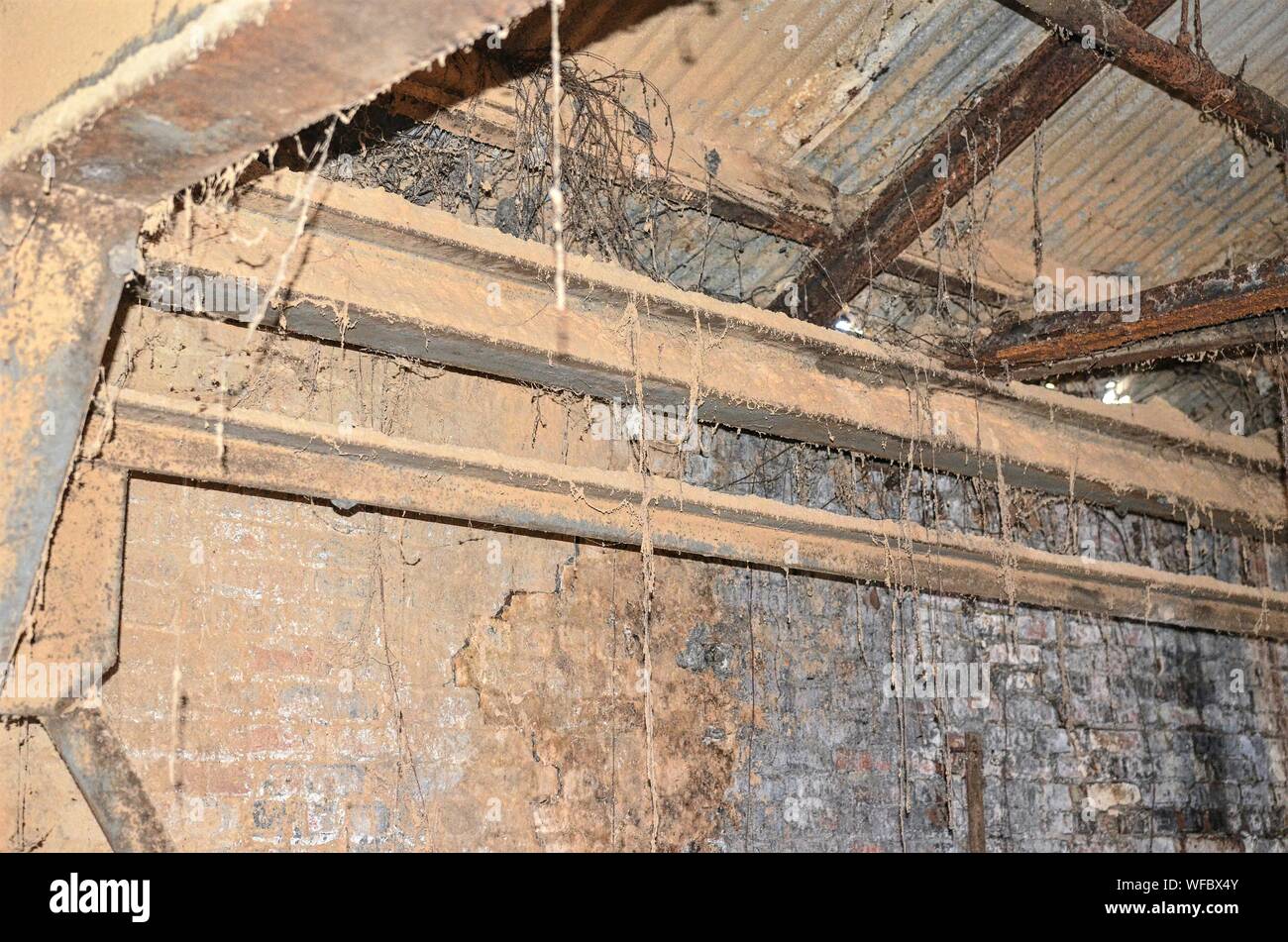 Dust Spider High Resolution Stock Photography and Images - Alamy