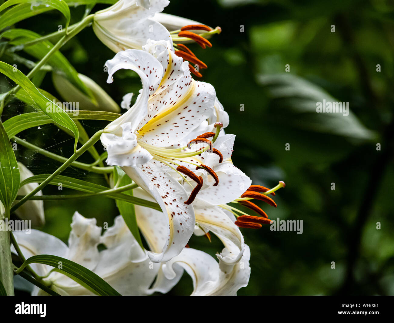 Spotted white tiger lilies bloom in a cluster beside a path in a ...