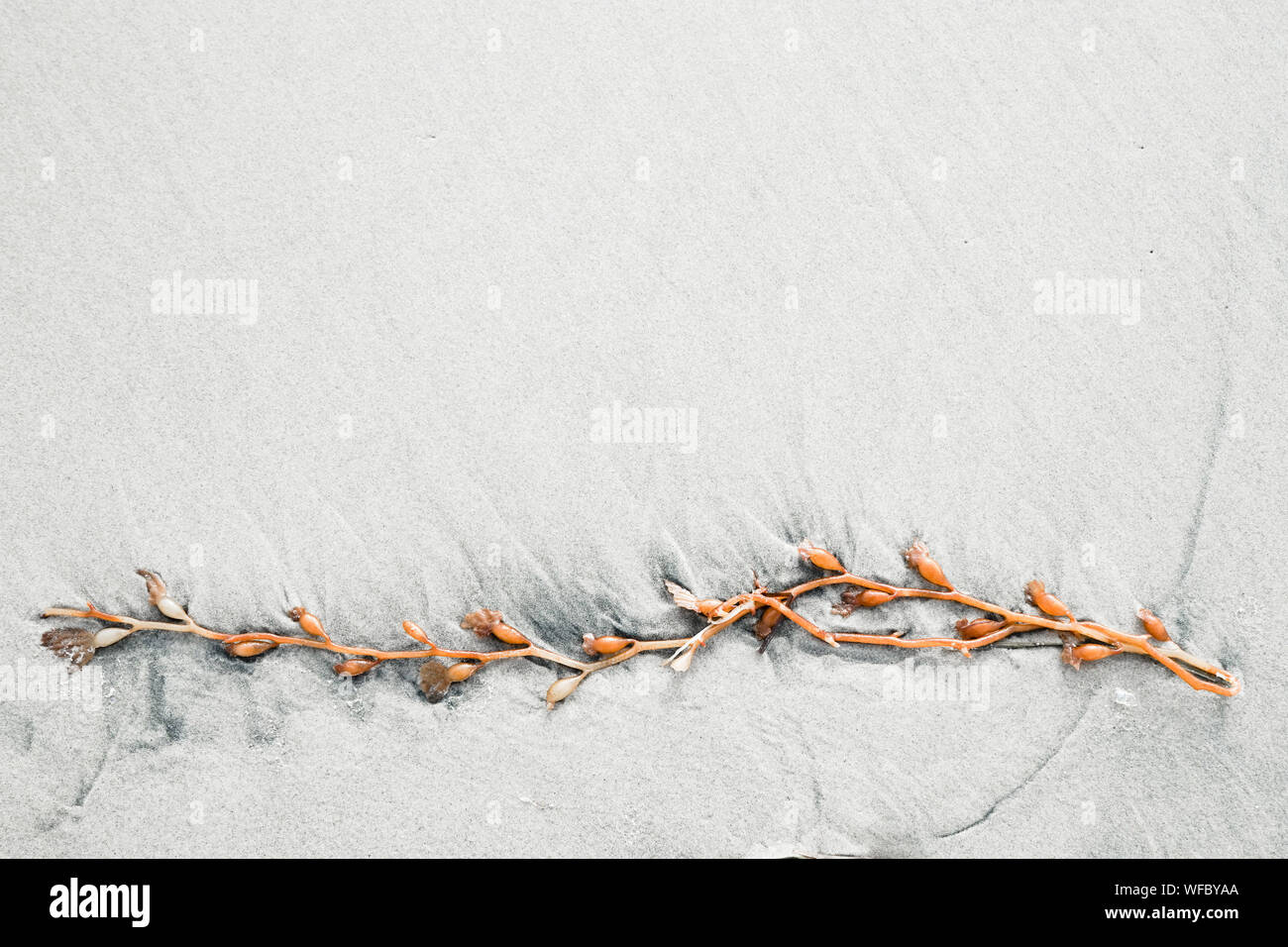 Dried Stem High Resolution Stock Photography and Images - Alamy
